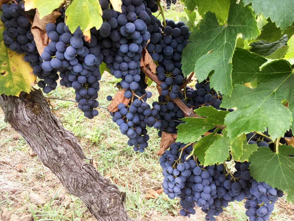 Château Lion Perruchon – Château Lion Perruchon