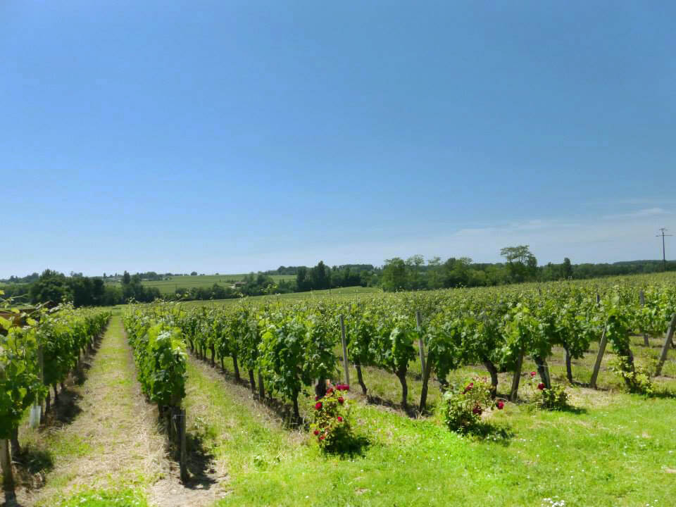 Château Lion Perruchon – Château Lion Perruchon